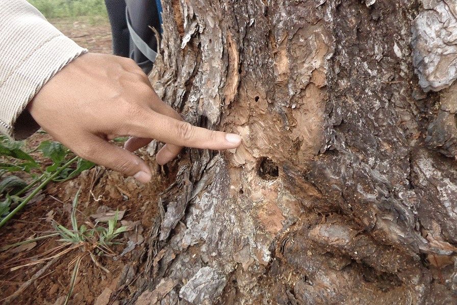 647 Pines Recently Poisoned in Lam Dong With Culprit Still at Large ...