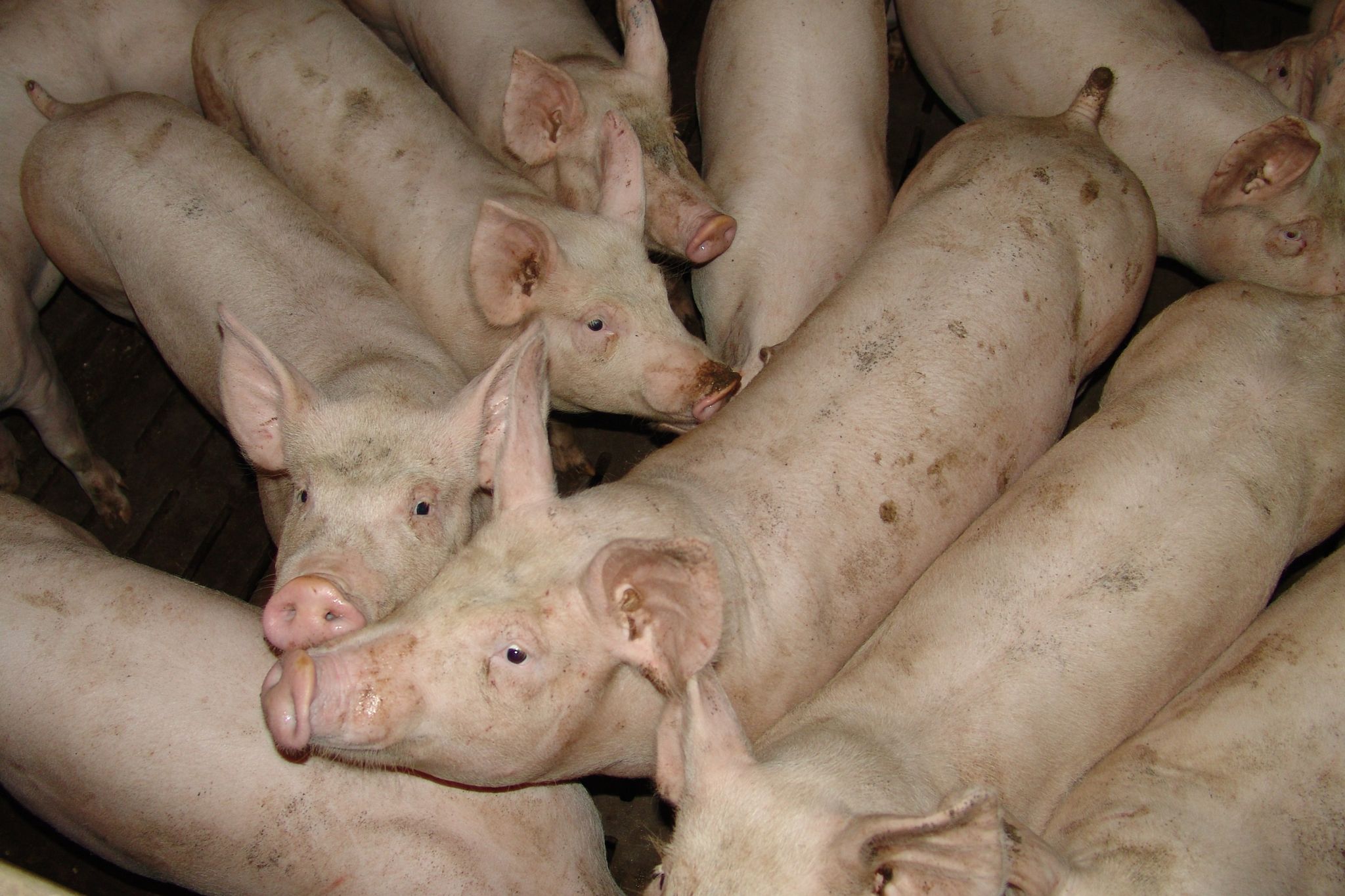 African Swine Fever Has Infected All 63 Provinces and Cities in Vietnam ...