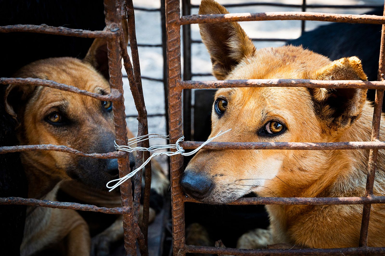 Saigon Food Safety Authority Urges Residents to Stop Eating Dog Meat ...