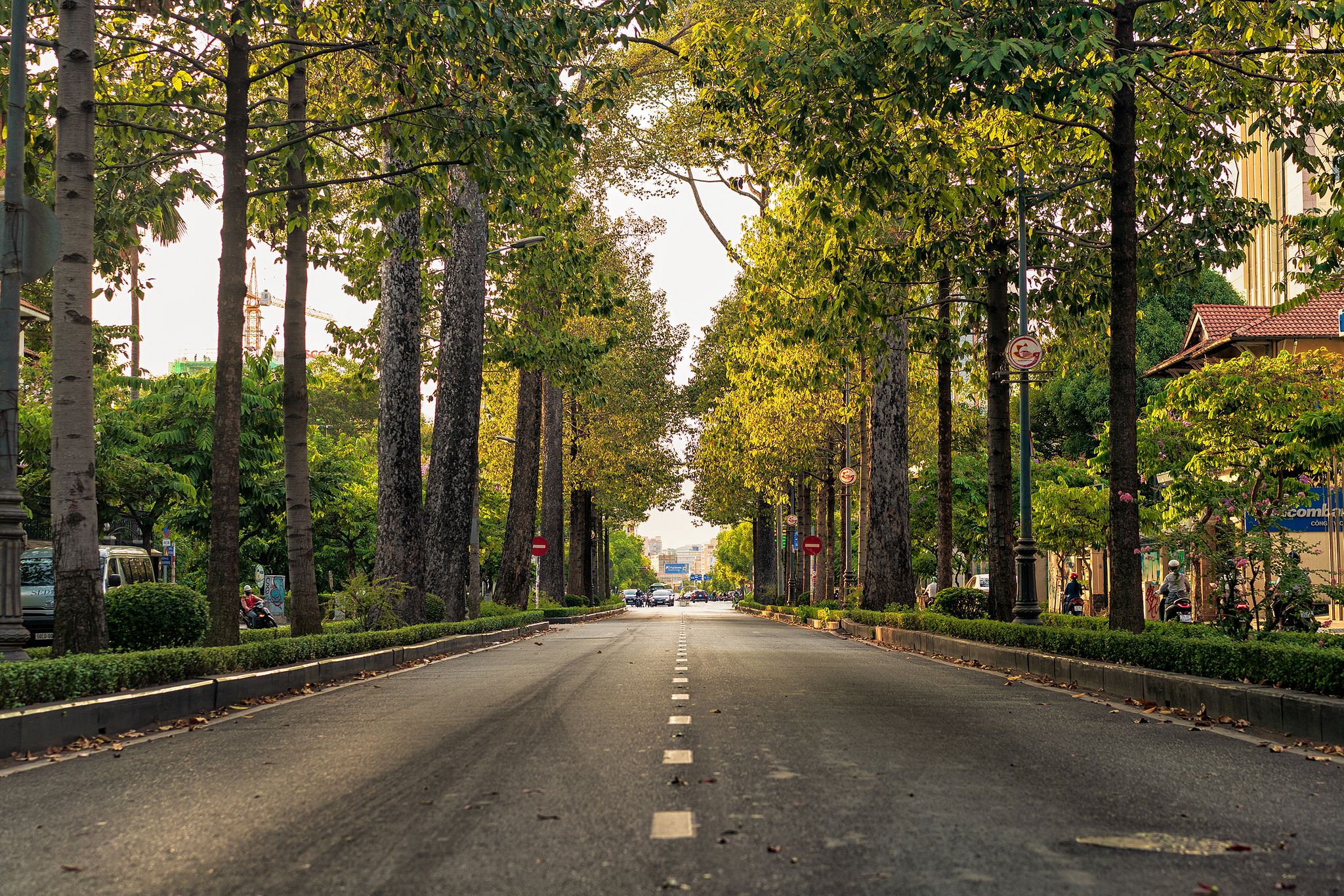 Saigon Launches Citywide Tree Inspection After Falling Phượng Kills ...