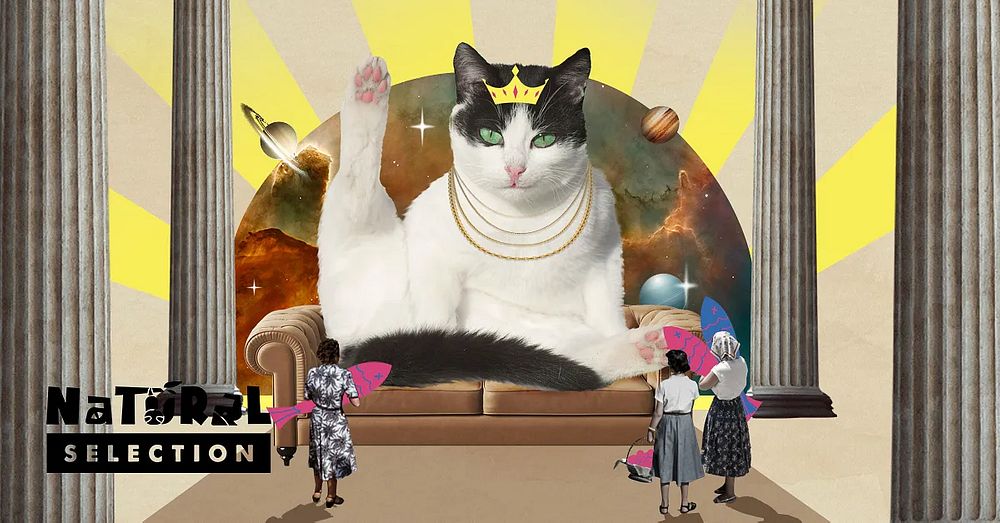 Mèo: A Complicated Love Affair - Saigoneer