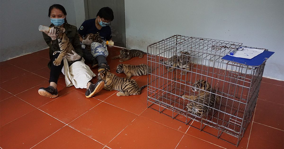 24 Live Tigers Rescued From Wildlife Trade in Nghe An This Week - Saigoneer