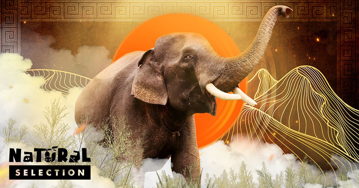 Voi: From Hai Bà Trưng's Fearsome Companions to Tourism Servants ...