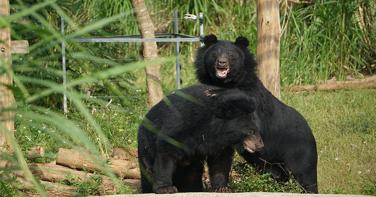 Conservation Project Seeks Local Filmmakers to Make Bear Documentary ...