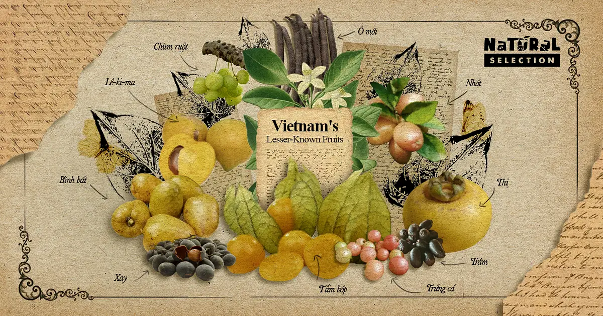 10 Species of Lesser-Known Fruits to Get to Know Vietnam's Biodiversity ...