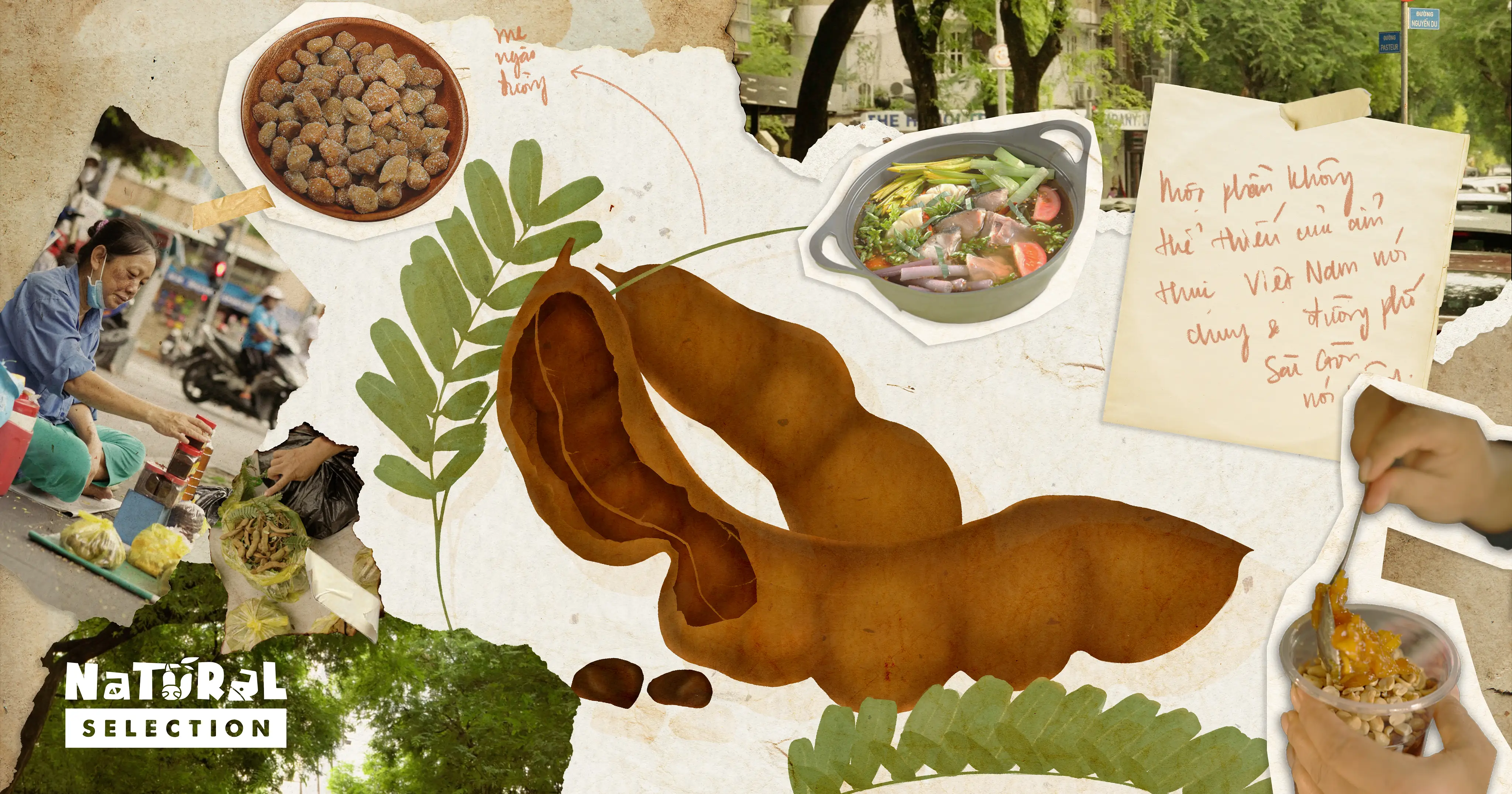 A Case for the Sweet-and-Sour Tamarind as Saigon's Official Municipal ...