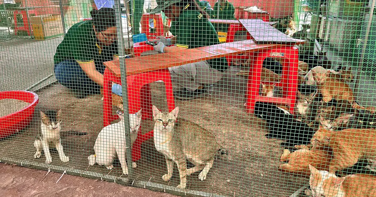 After Saigon Police Bust Major Pet Theft Ring, the City Rallies to Help ...