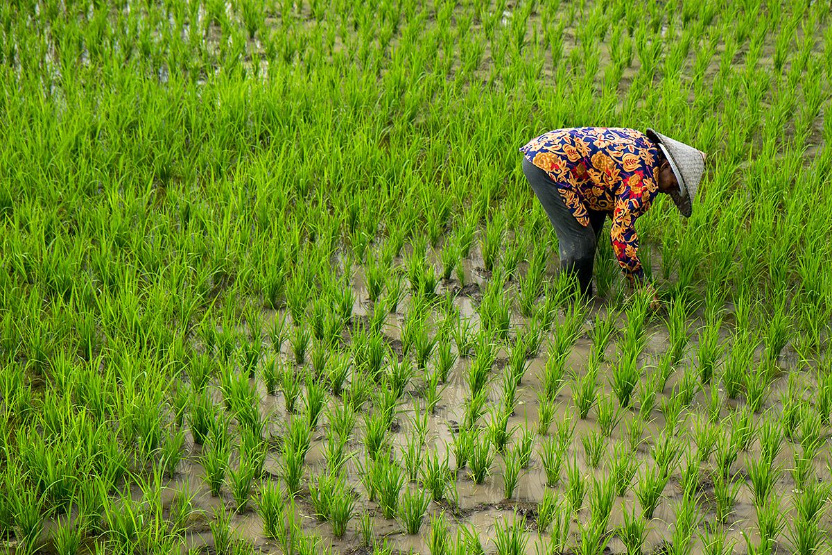 Mekong Delta Farmers Are Using Cement to Fertilize Their Fields - Saigoneer
