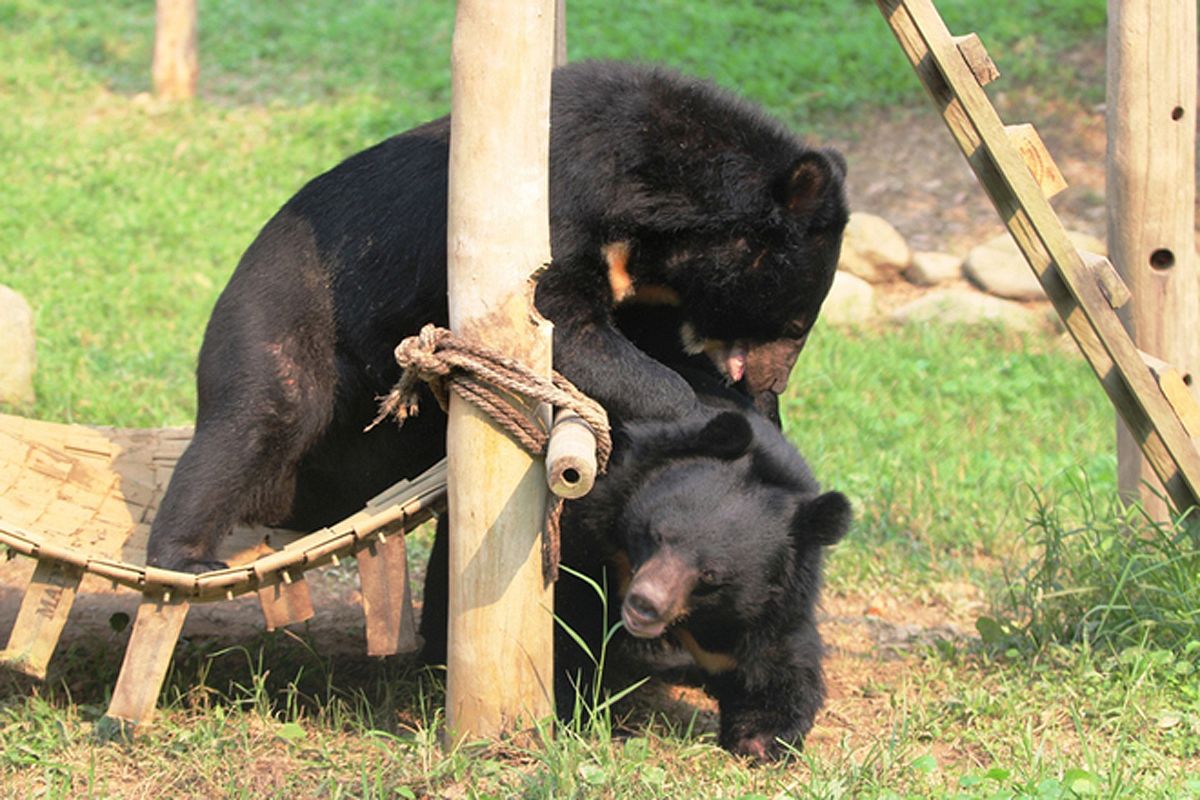 Vietnam Vows to Shut Down Bear-Bile Farms, Rescue 1,000 Captive Bears ...