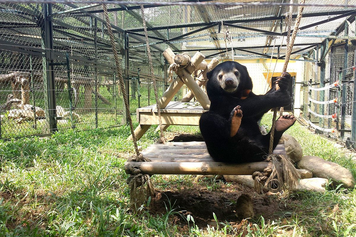 Animals Asia Saves 33 Bears from Vietnam's Bile Farms - Saigoneer