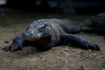 [Photos] The Rugged Beauty of Indonesia's Komodo National Park - Saigoneer
