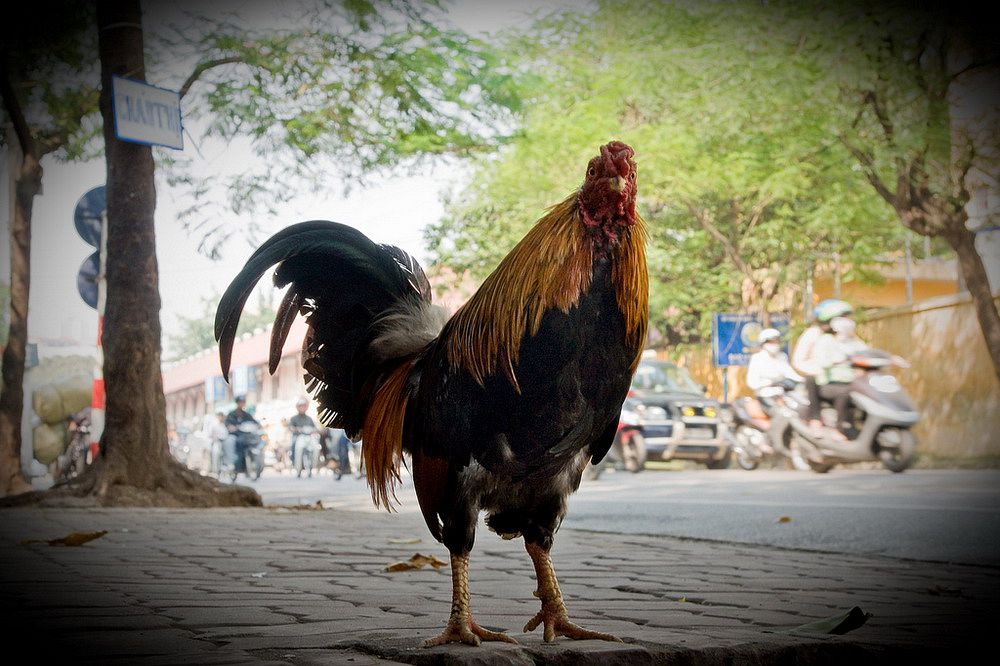 16 Pictures Of Vietnam’s Peckish Urban Chickens - Saigoneer