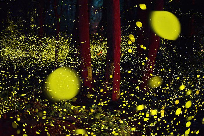 [Photos] Photographers Capture Firefly Season in Japan - Saigoneer