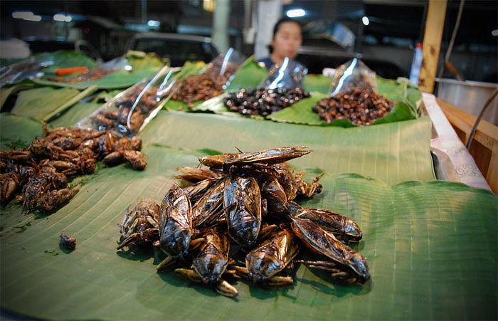 A Look at Some of Vietnam's Bug-Based Delicacies - Saigoneer