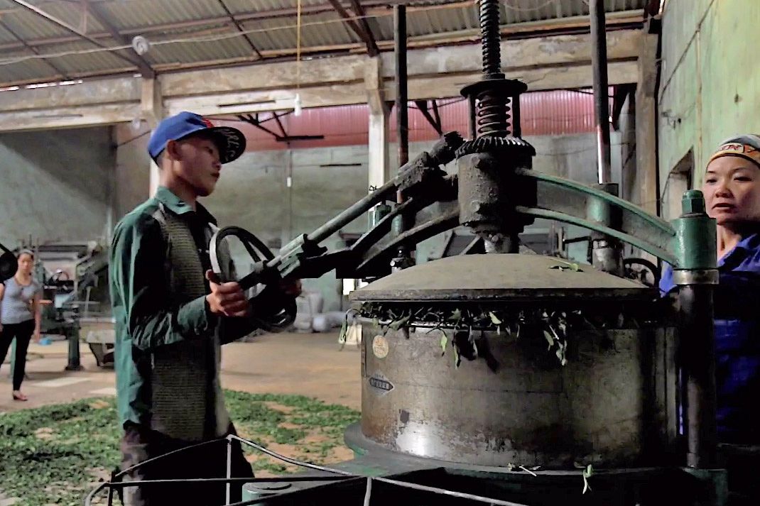 [Video] Inside A Vietnamese Tea Processing Plant - Saigoneer