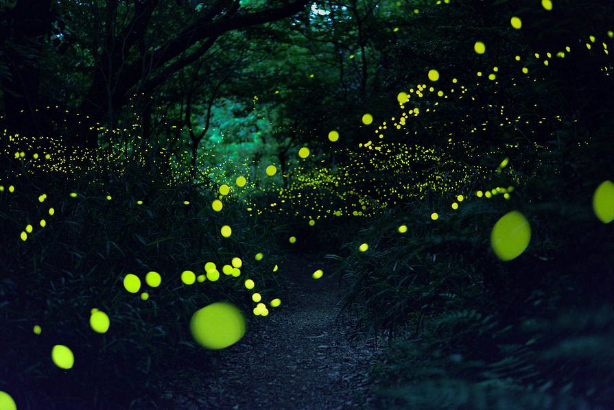 [Photos] Photographers Capture Firefly Season in Japan - Saigoneer