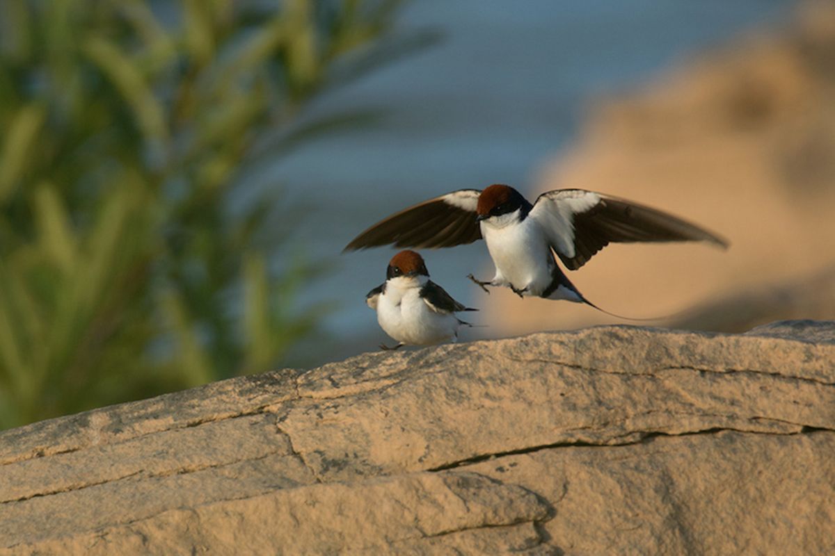 [Photos] Here Are 7 Southeast Asian Birds You Might Never See Again ...