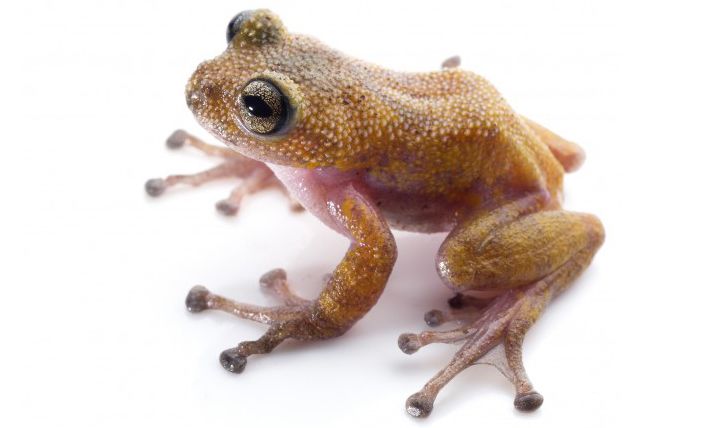 New Species: Multi-Colored, Spiked Frog Discovered in Central Vietnam ...