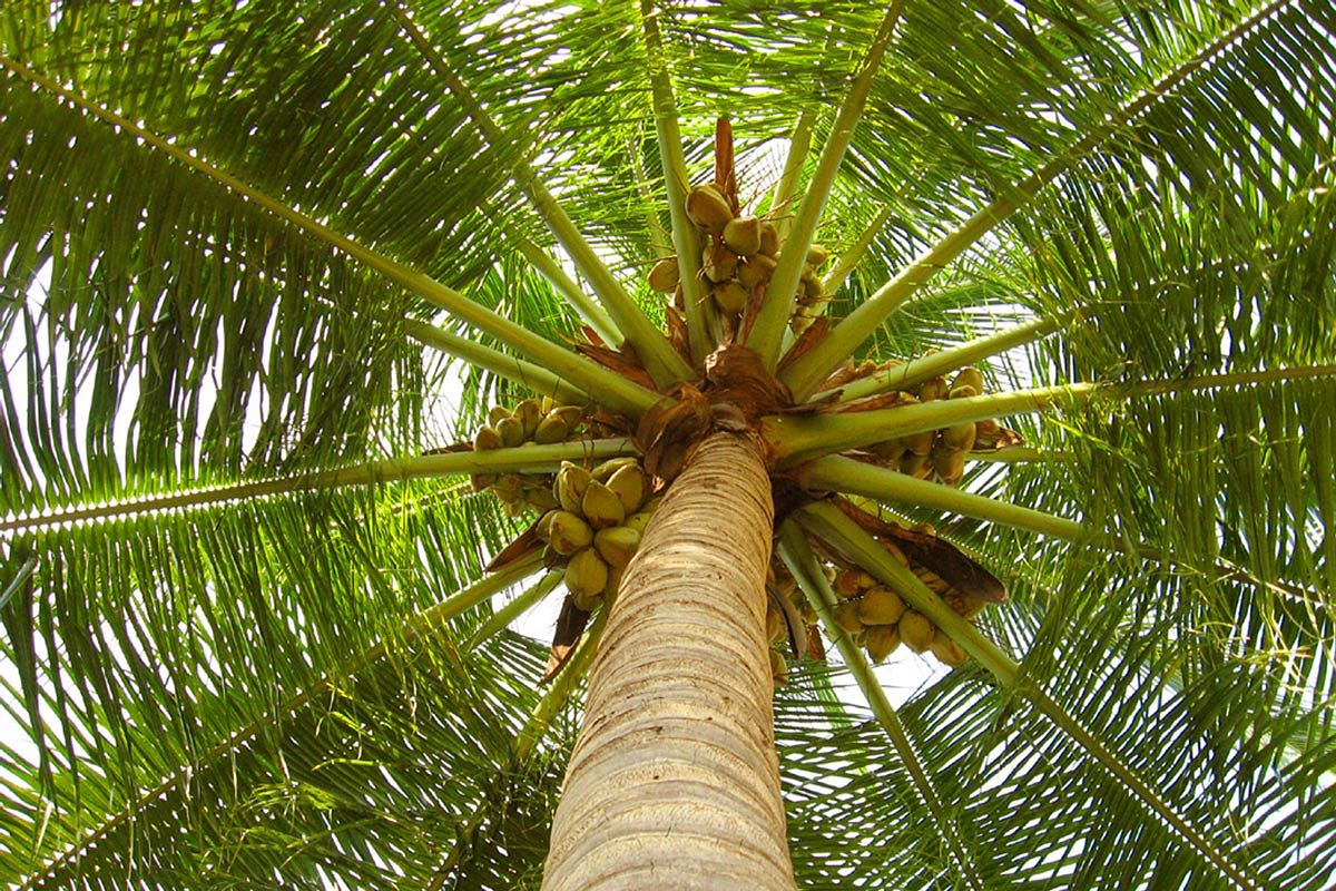 Plan To Plant 100,000 Coconut Trees In Saigon Comes Under Fire - Saigoneer