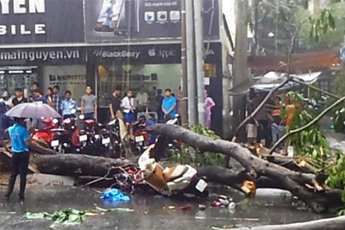 Family On Motorbike Crushed By Falling Tree In D1, Mother Fatally ...