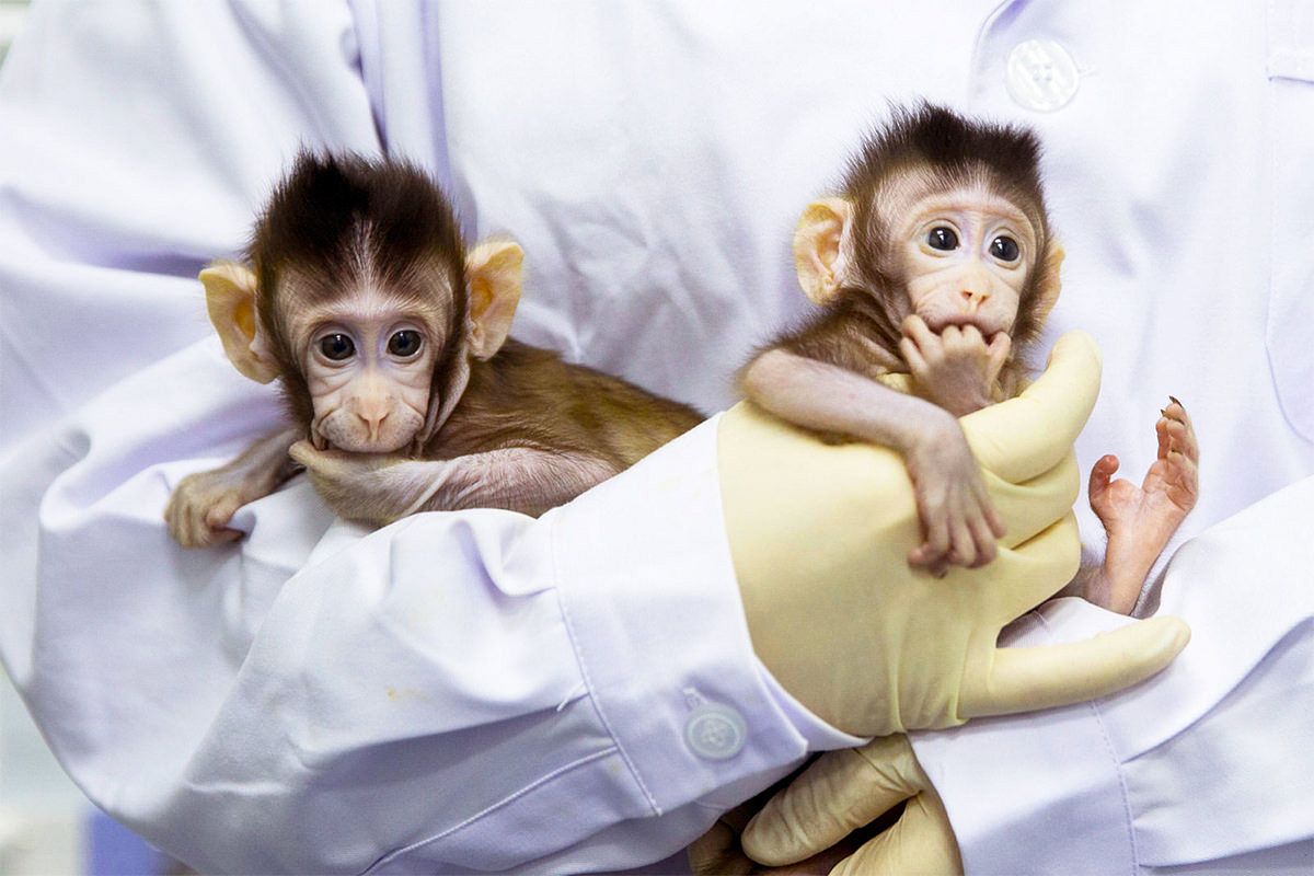 Chinese Scientists Have Successfully Cloned Monkeys Using SCNT ...