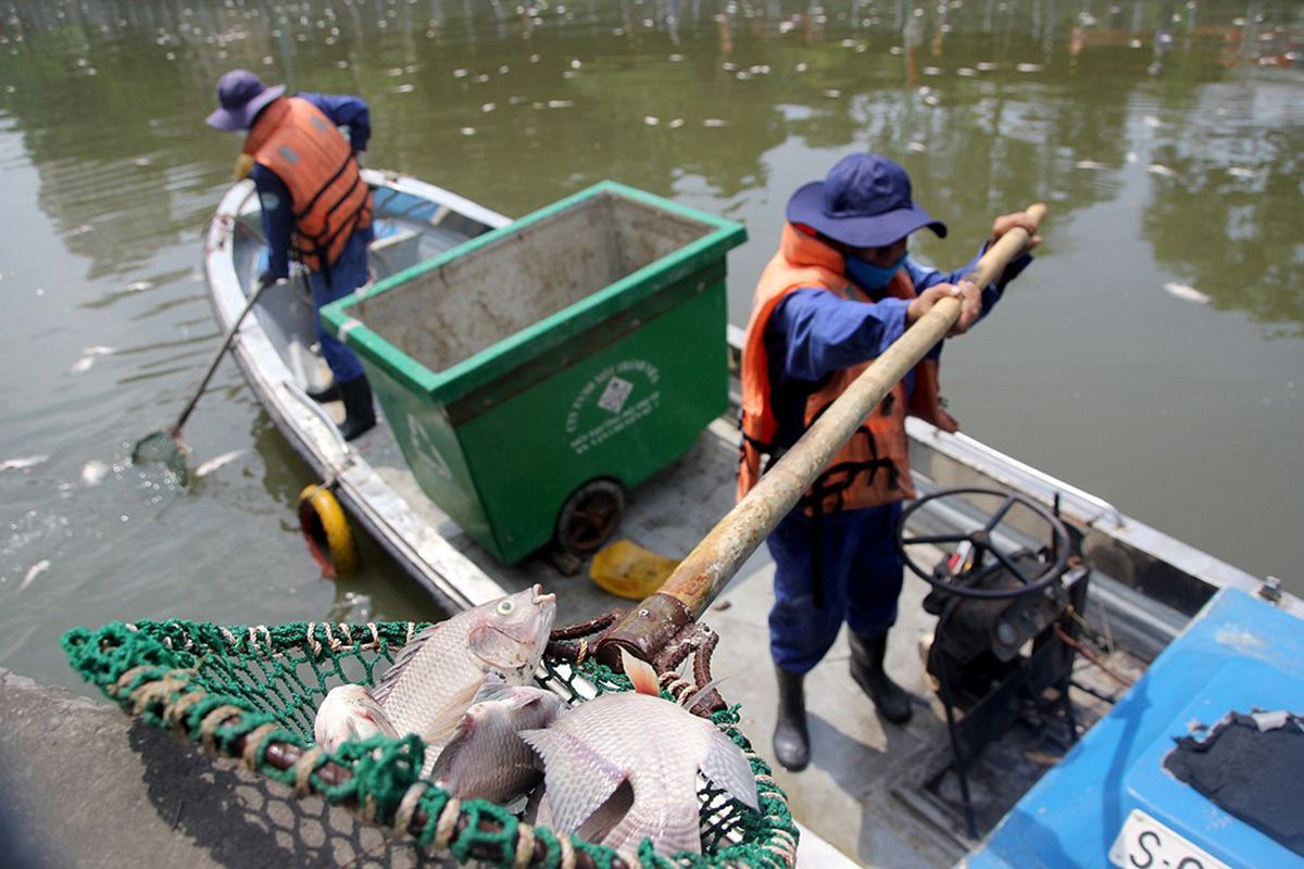 [Photos] Dead Fish Flood Saigon's Nhieu Loc Canal After Heavy Rain ...