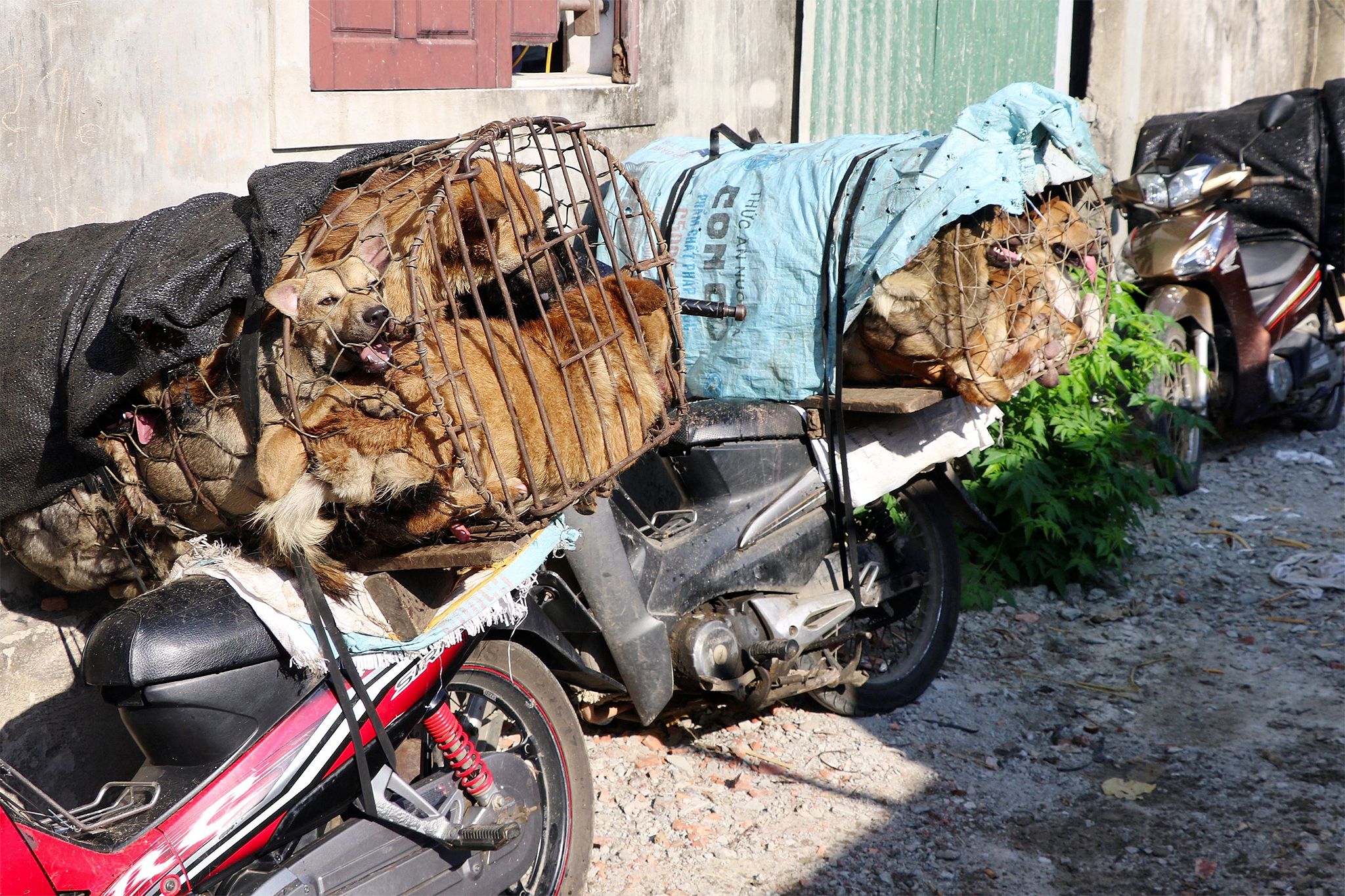 Police Raid Vietnamese Dog Thieves, Rescue 22 Stolen Pets - Saigoneer