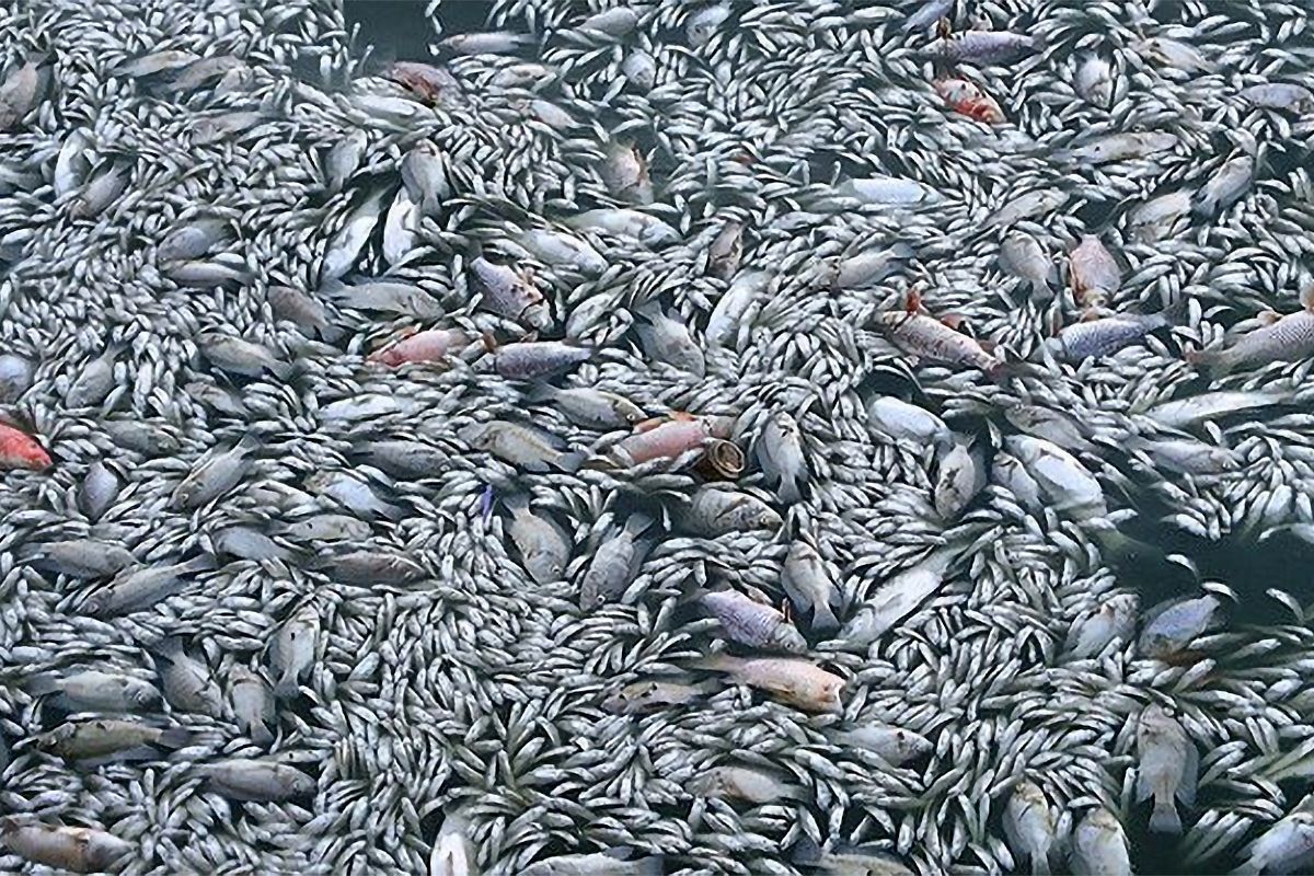 Ho Tay Narrowly Avoids Another Large-Scale Fish Die-off - Saigoneer