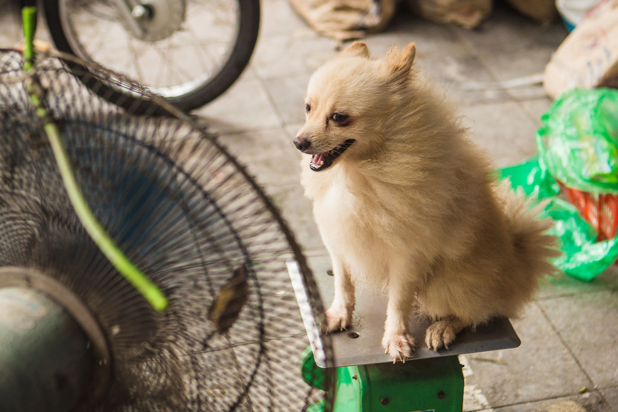 Hanoi to Catch Unleashed, Stray Dogs to Combat Rabies - Saigoneer