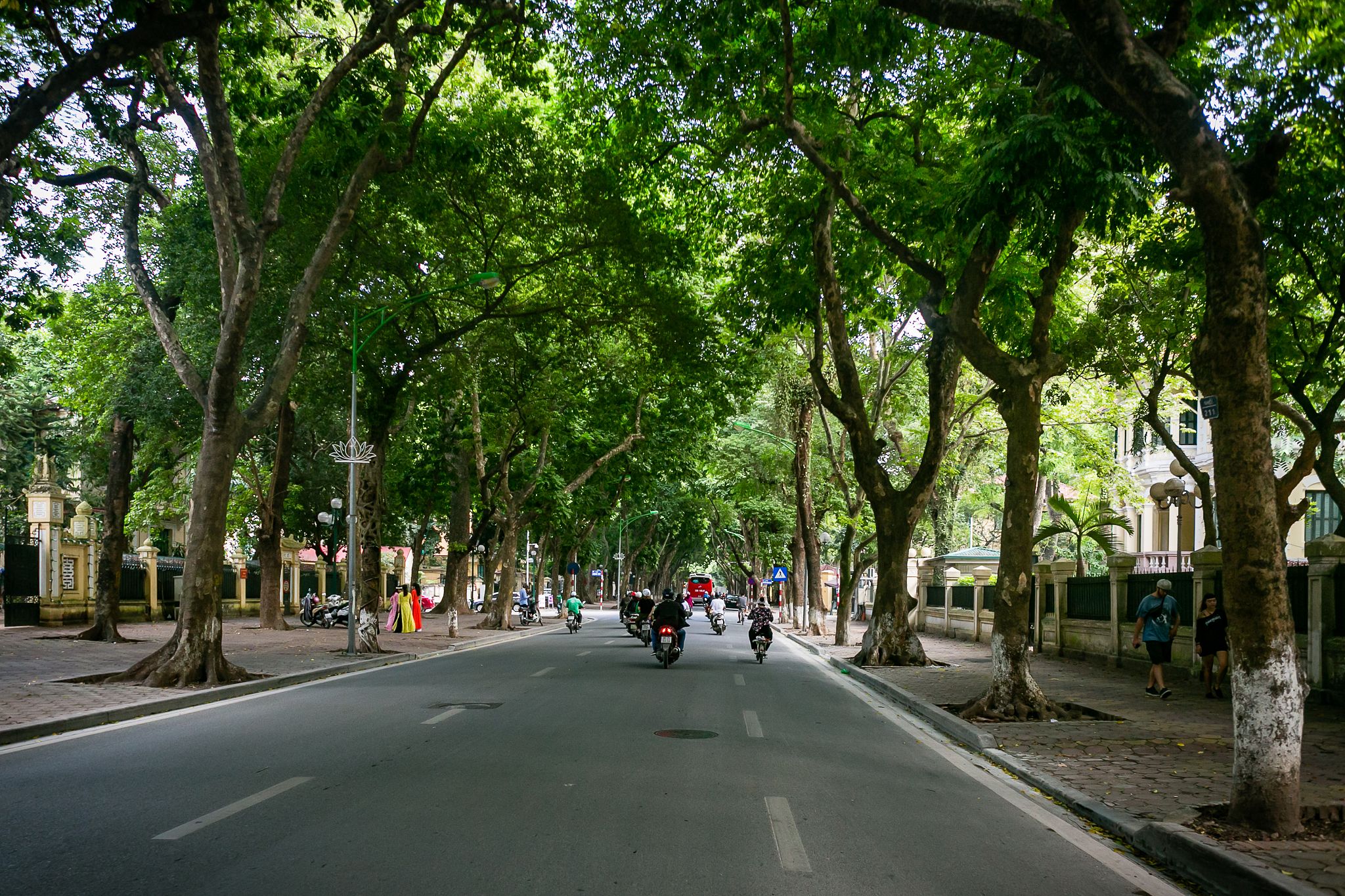 Over a 3-Year Period, Hanoi Planted 1m Trees: Official - Saigoneer